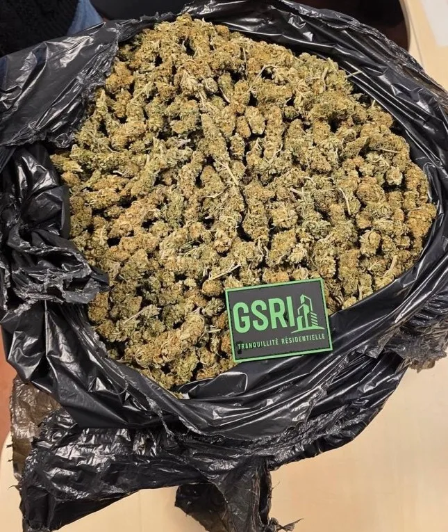 À Aiguelongue, le GSRI met la main sur 12 kilos de cannabis et un ...