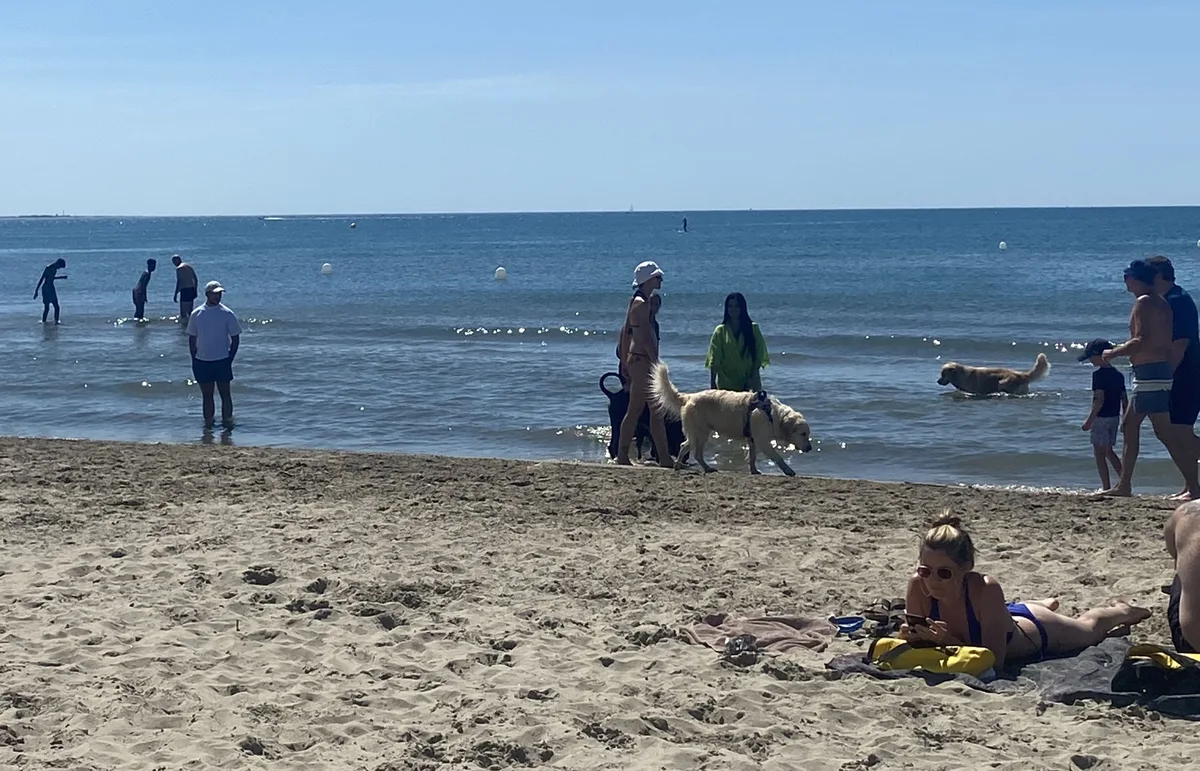 Hérault : top 10 des plages où aller avec son chien cet été | Hérault ...