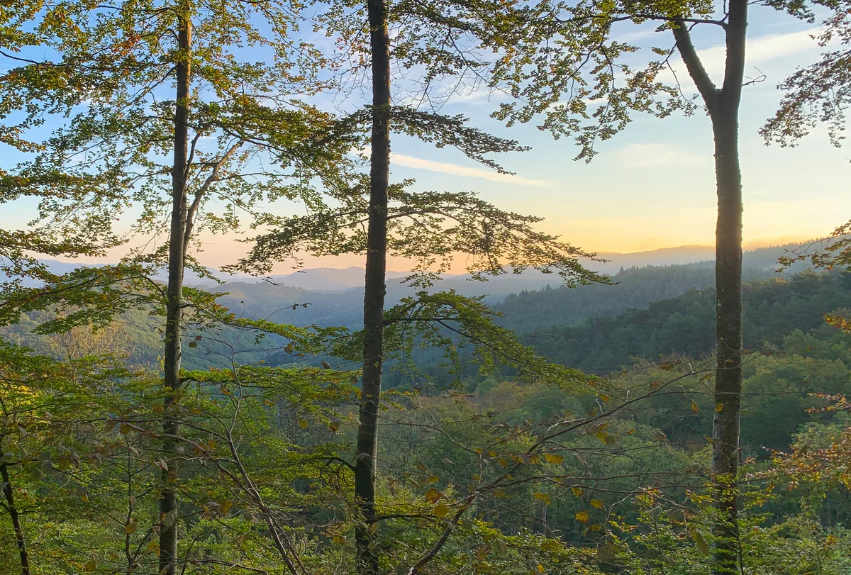 Le bois des Gardes, sentier mystérieux au cœur du Haut Languedoc ...
