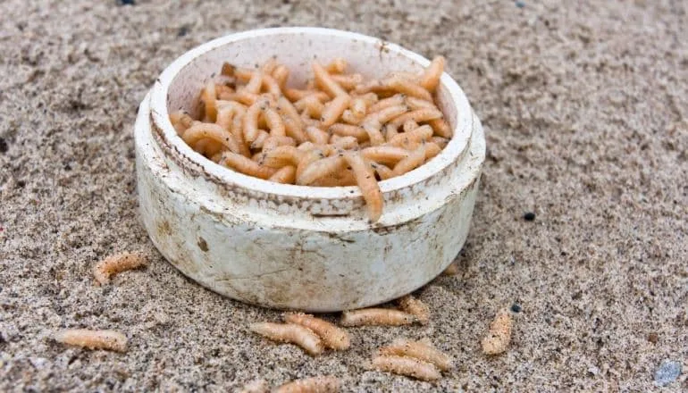 Marseillan : 9 mois ferme pour des asticots dans un tacos | Hérault Tribune